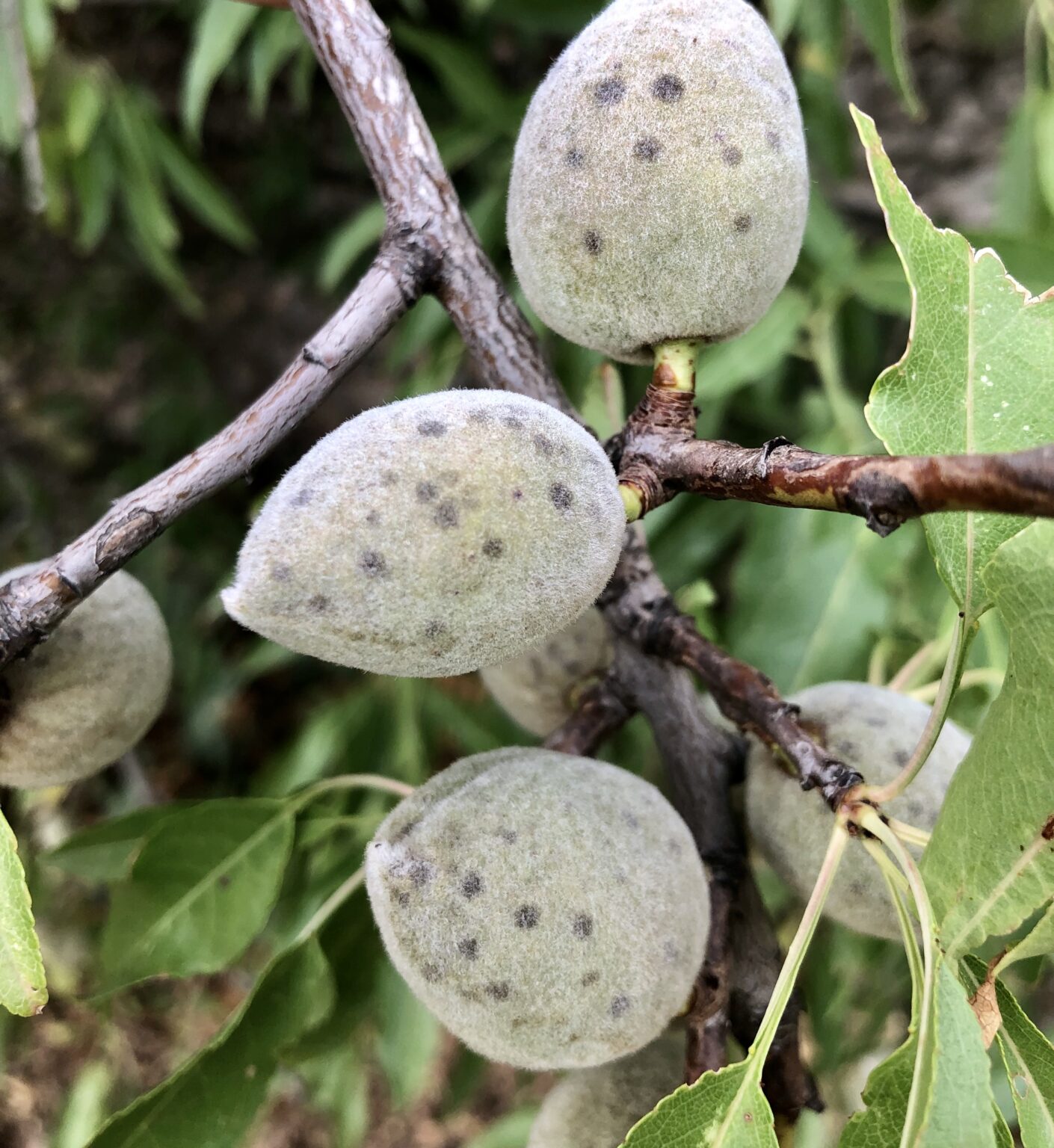 Spring Diseases Provide Challenge for Almond Growers | West Coast Nut