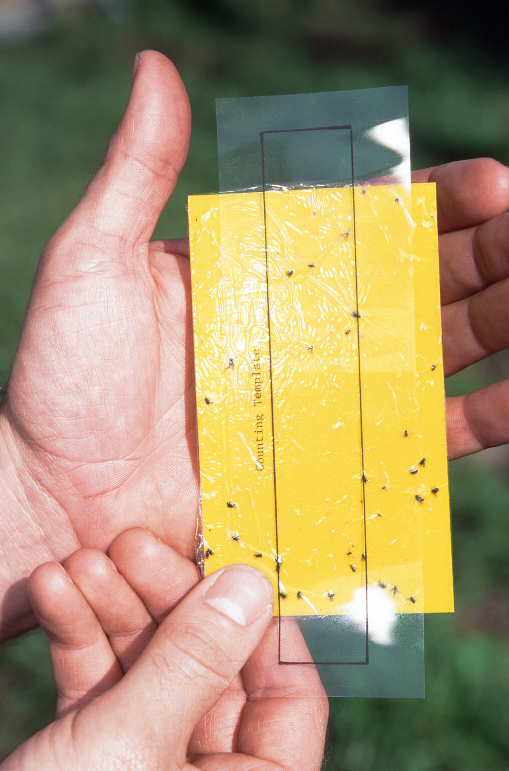 Preserve Beneficials in the Orchard | West Coast Nut