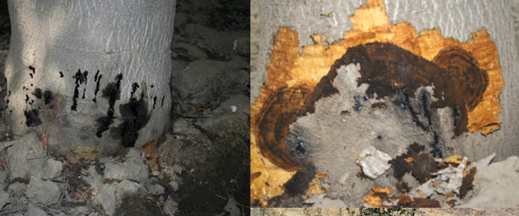Research Continues on Paradox Canker in Walnut | West Coast Nut