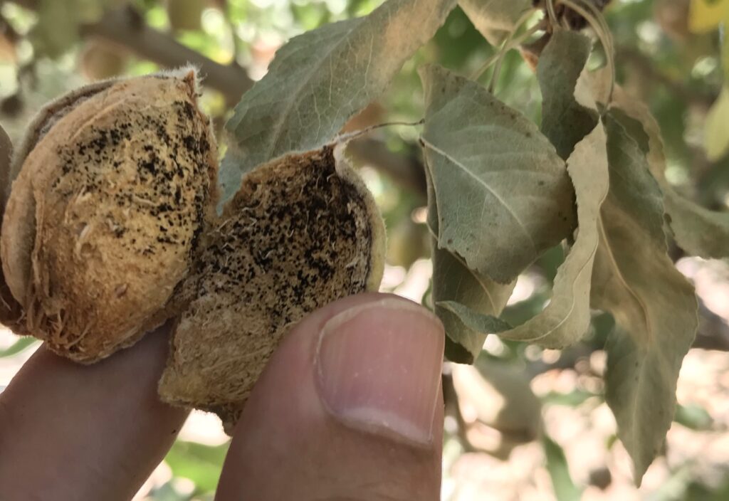 Managing Hull Rot is No Easy Matter | West Coast Nut