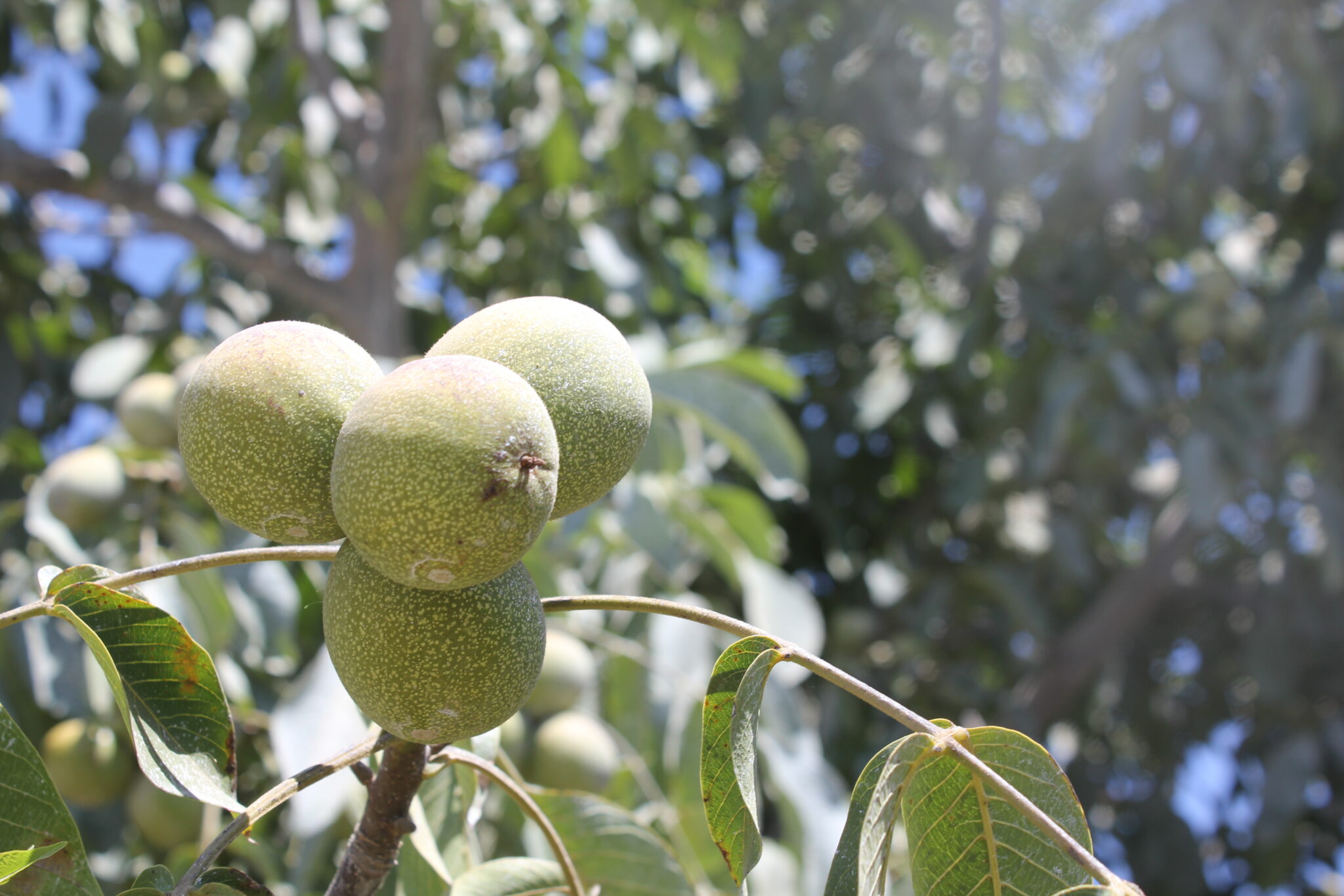 Management Advice for Maximum Walnut Returns | West Coast Nut