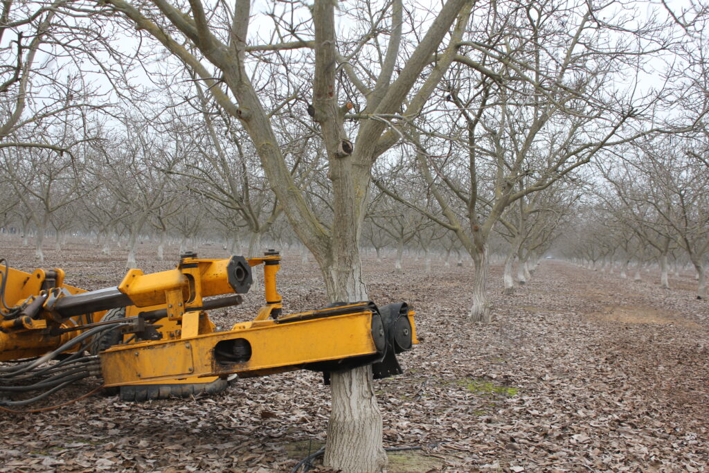 Control Codling Moth to Control NOW in Walnuts | West Coast Nut
