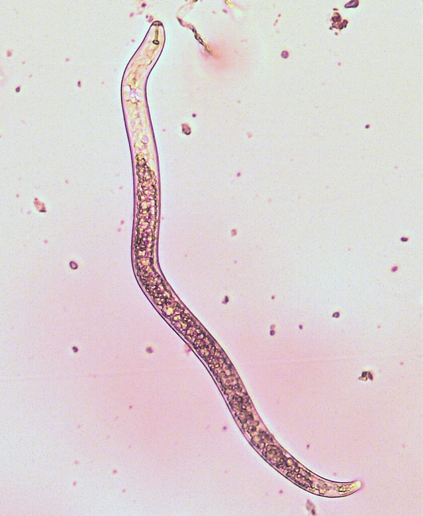 Root Lesion Nematode in Walnuts: Planting the Seeds for Orchard ...