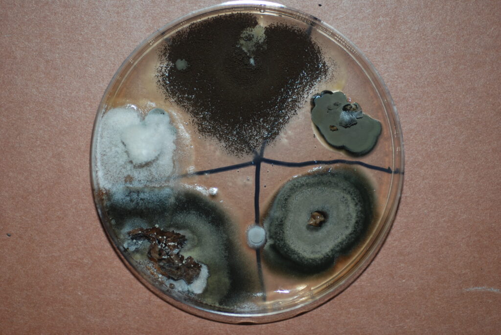 New Findings on Walnut Kernel Mold | West Coast Nut
