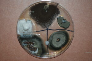 New Findings on Walnut Kernel Mold | West Coast Nut