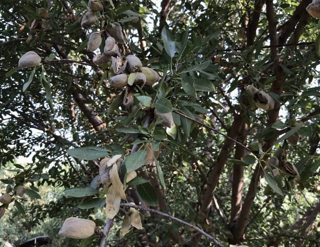 Managing Hull Rot is No Easy Matter | West Coast Nut