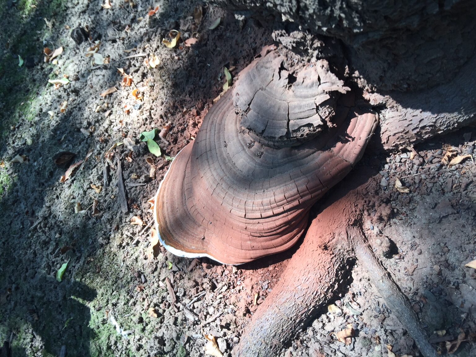 Ganoderma Butt Rot: New Fungal Species Fells Young Trees | West Coast Nut