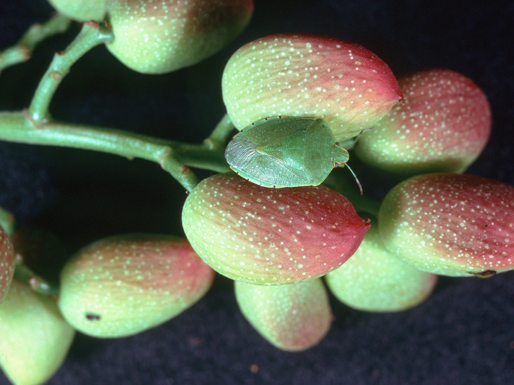 Monitor for True Bug Feeding | West Coast Nut