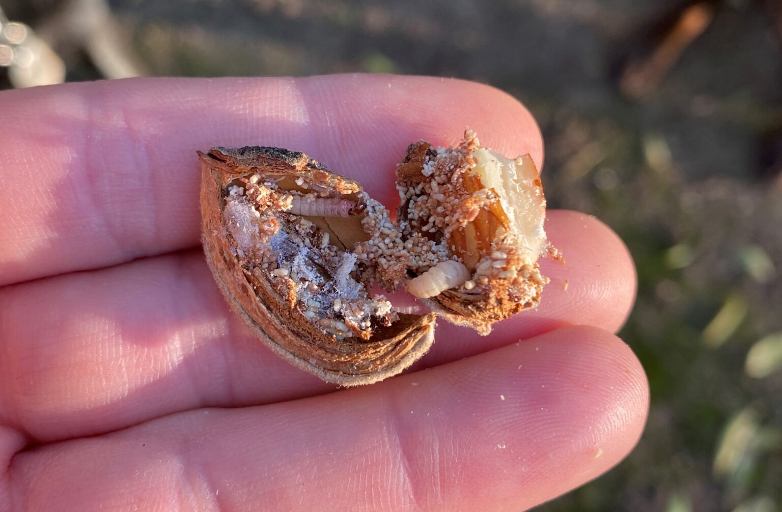 Is Navel Orangeworm a Candidate for Area-Wide Integrated Pest ...