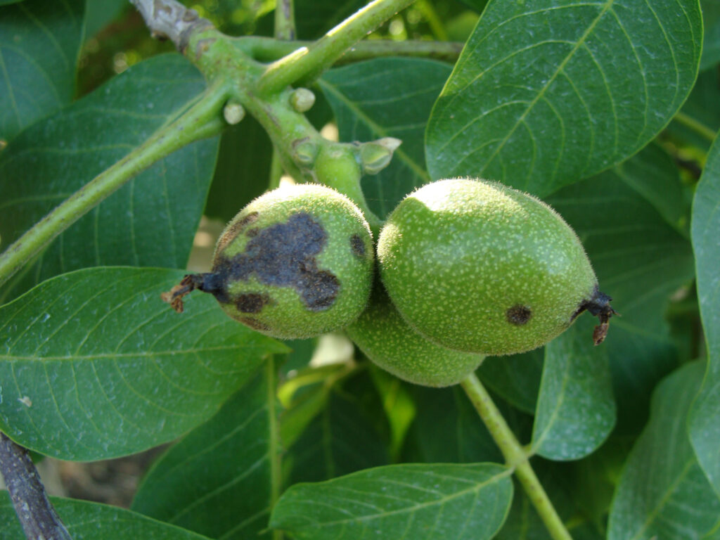 Research Aims to Identify and Prevent Walnut Blight | West Coast Nut