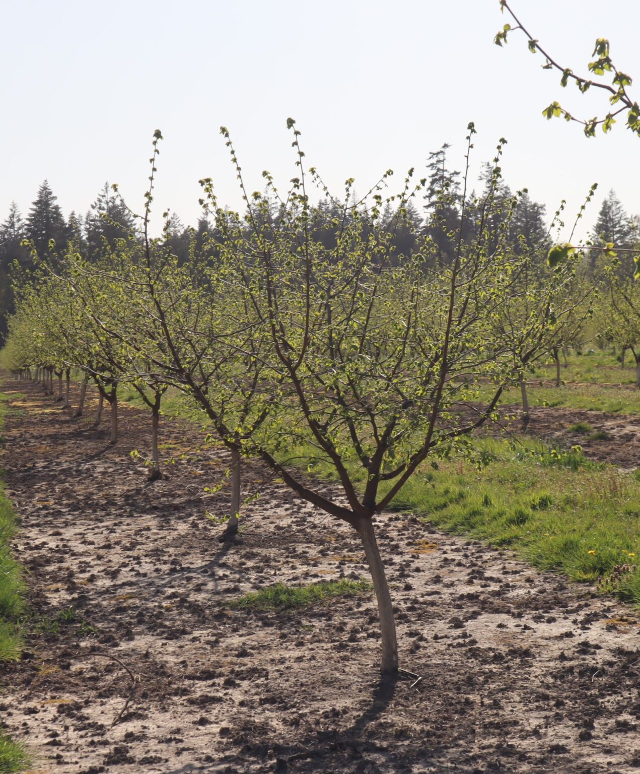 Oregon Hazelnut Varieties in a Nutshell | West Coast Nut