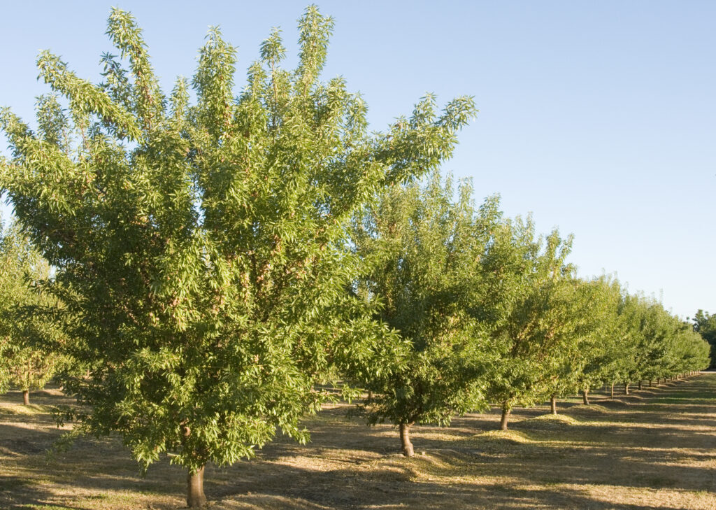What Growers Have Learned About Growing Self-Fertile Almonds | West ...