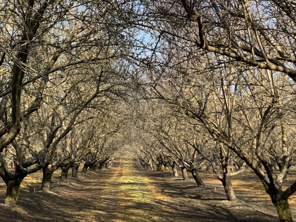 Orchard Spacing Considerations in a Tree Nut Orchard | West Coast Nut