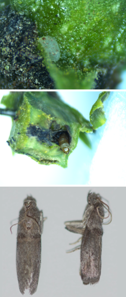 Pecan Nut Casebearer | West Coast Nut