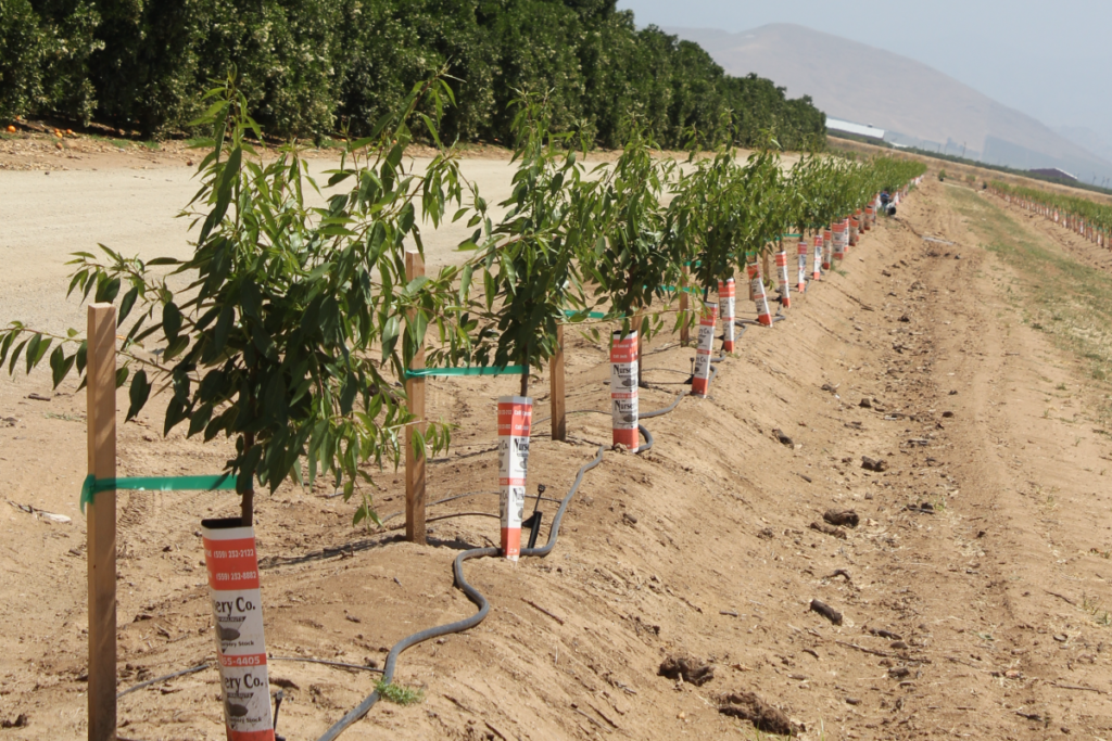 Orchard Spacing Considerations in a Tree Nut Orchard | West Coast Nut Orchard Spacing Considerations in a Tree Nut Orchard | West Coast Nut