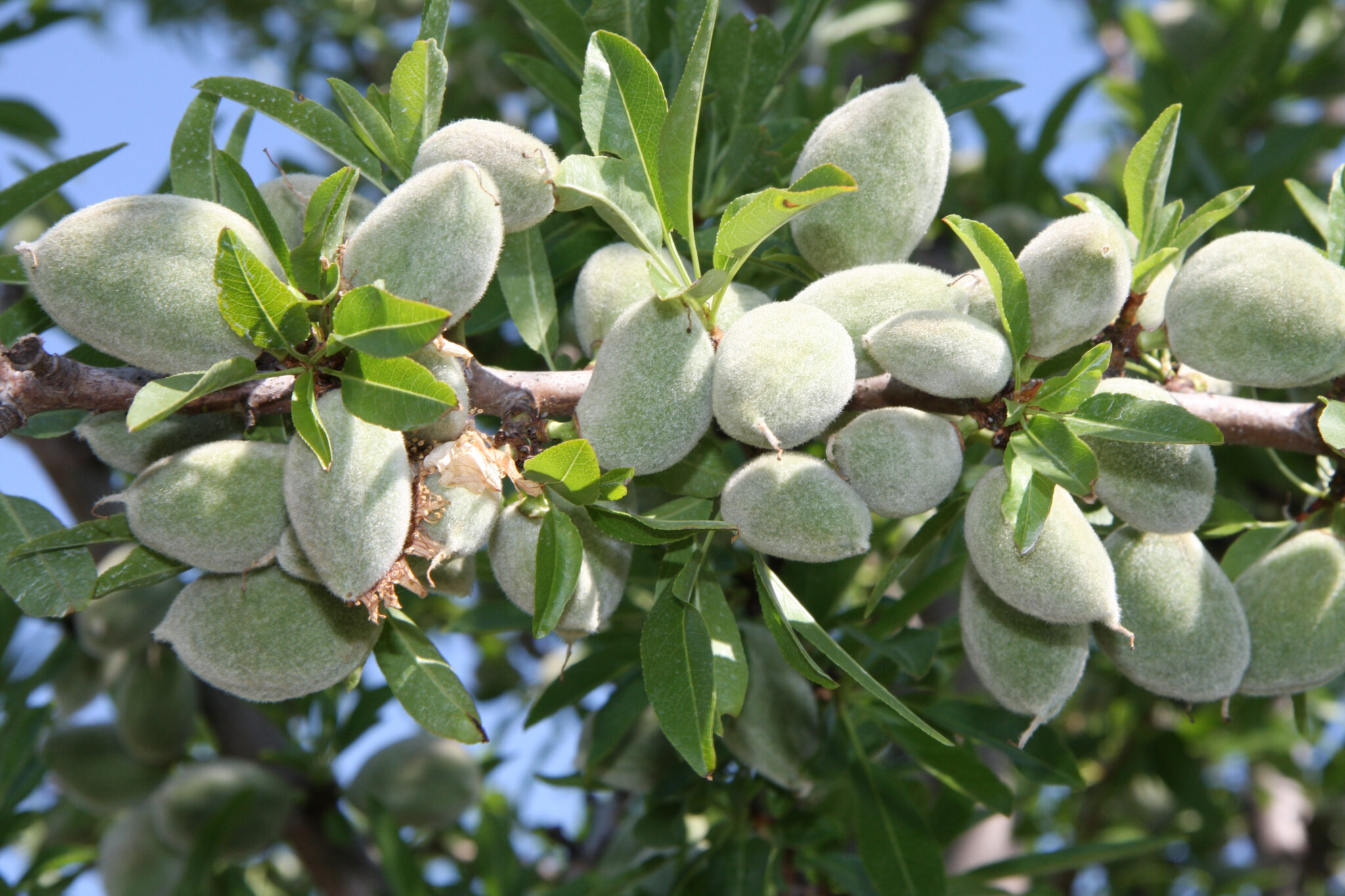 What Growers Have Learned About Growing Self-Fertile Almonds | West ...
