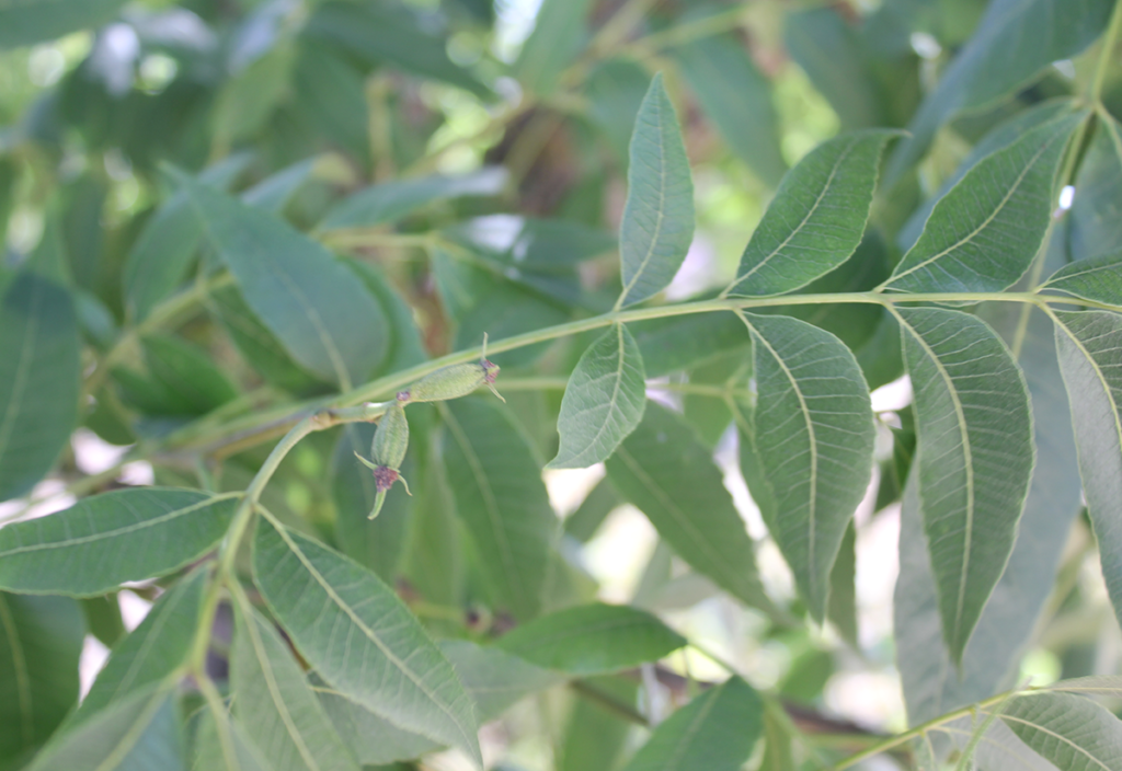 Zinc Deficiency Poses Challenges for Pecan Growers | West Coast Nut