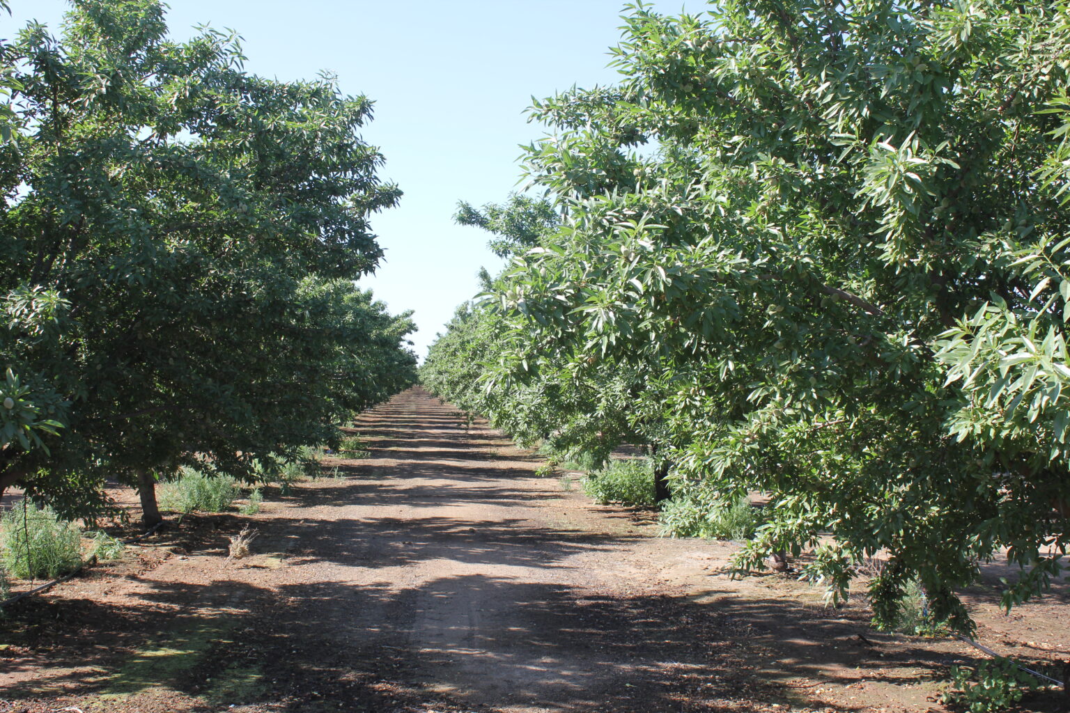 What Growers Have Learned About Growing Self-Fertile Almonds | West ...