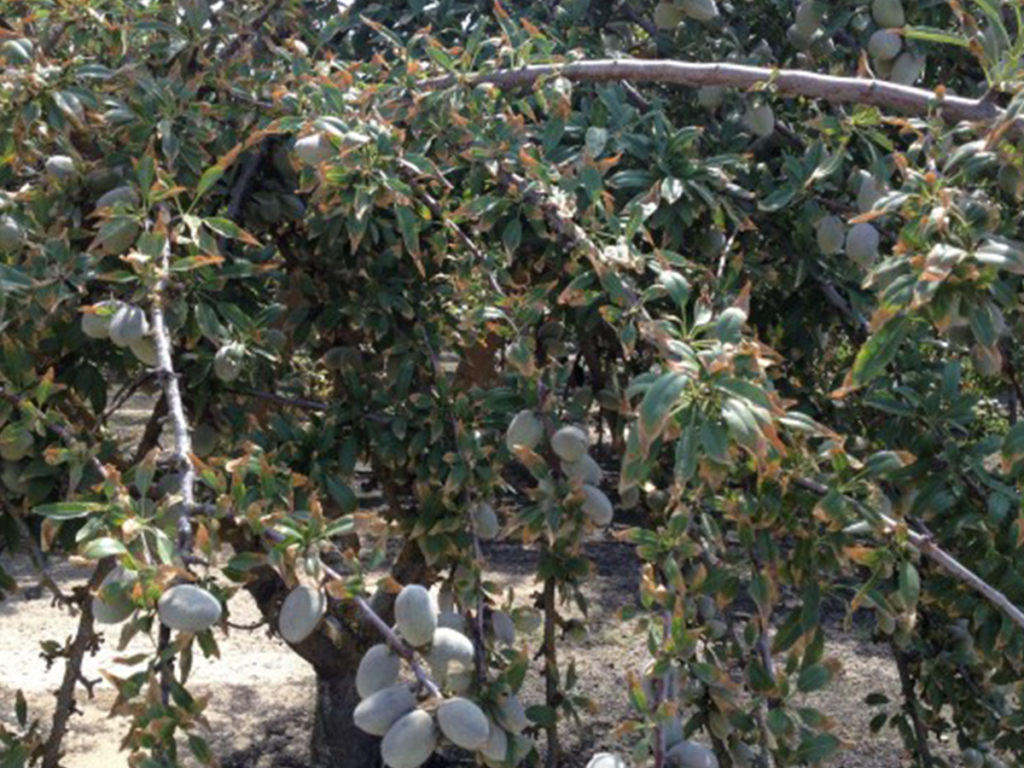 Avoiding Salt Burn in Drought Conditions | West Coast Nut