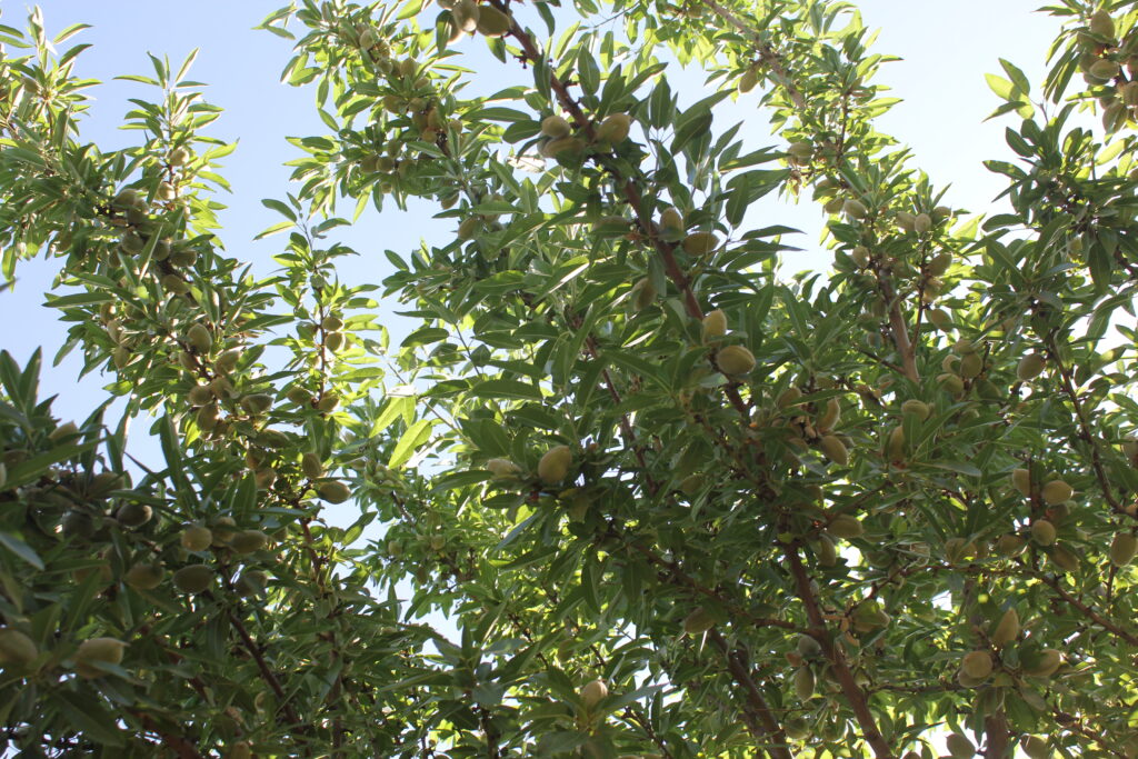 What Growers Have Learned About Growing Self-Fertile Almonds | West ...