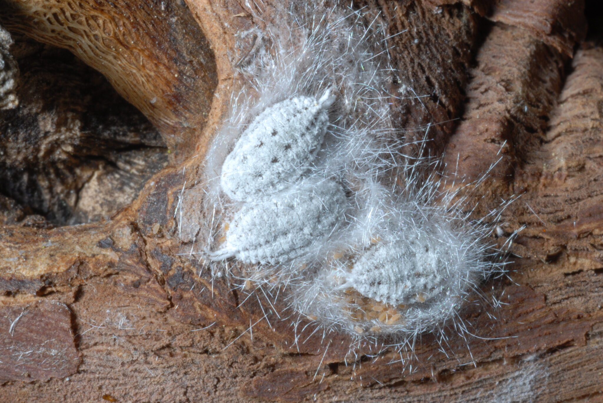 Emerging Pests in Pistachios | West Coast Nut