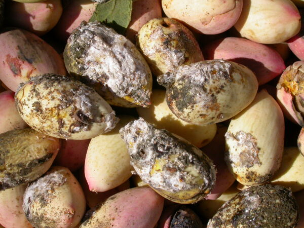 Emerging Pests in Pistachios | West Coast Nut
