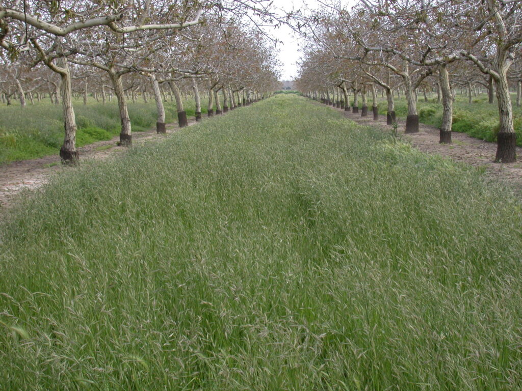 Cover Crops in Walnut Orchards | West Coast Nut