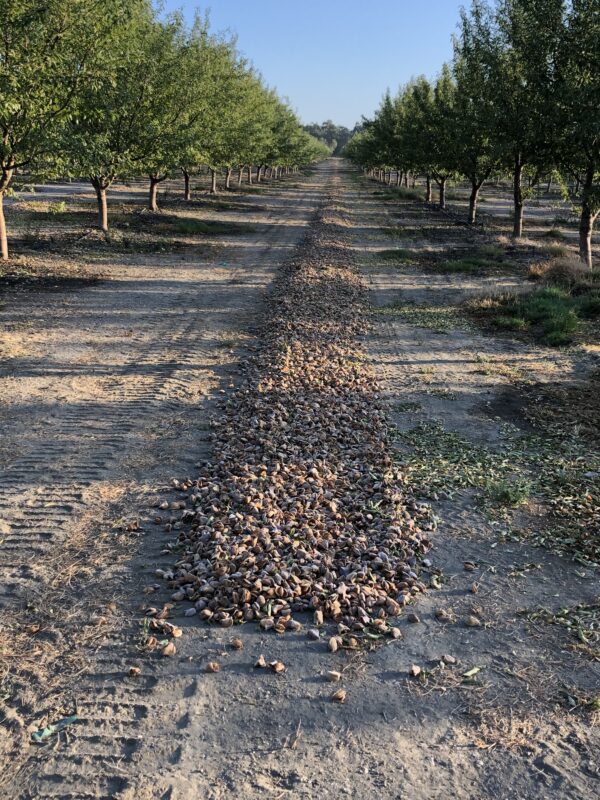 Making the Transition to Off-Ground Almond Harvest | West Coast Nut