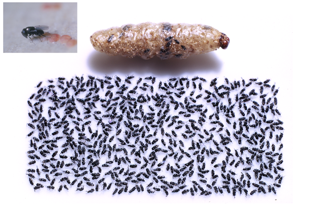 Biological Control of Navel Orangeworm in Tree Nut Orchards | West ...