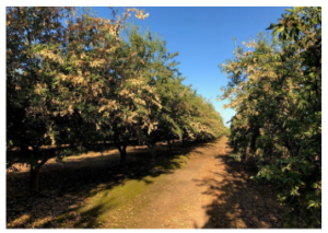 New Foes of Almonds at Hull Split Stage | West Coast Nut