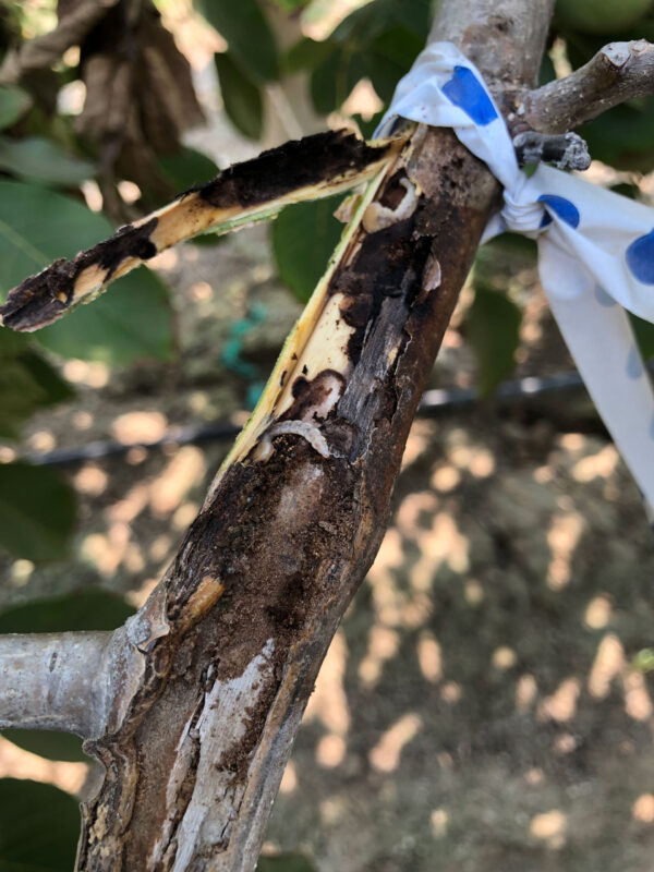 Pacific Flatheaded Borer Emerges as Significant Pest of Walnuts ...