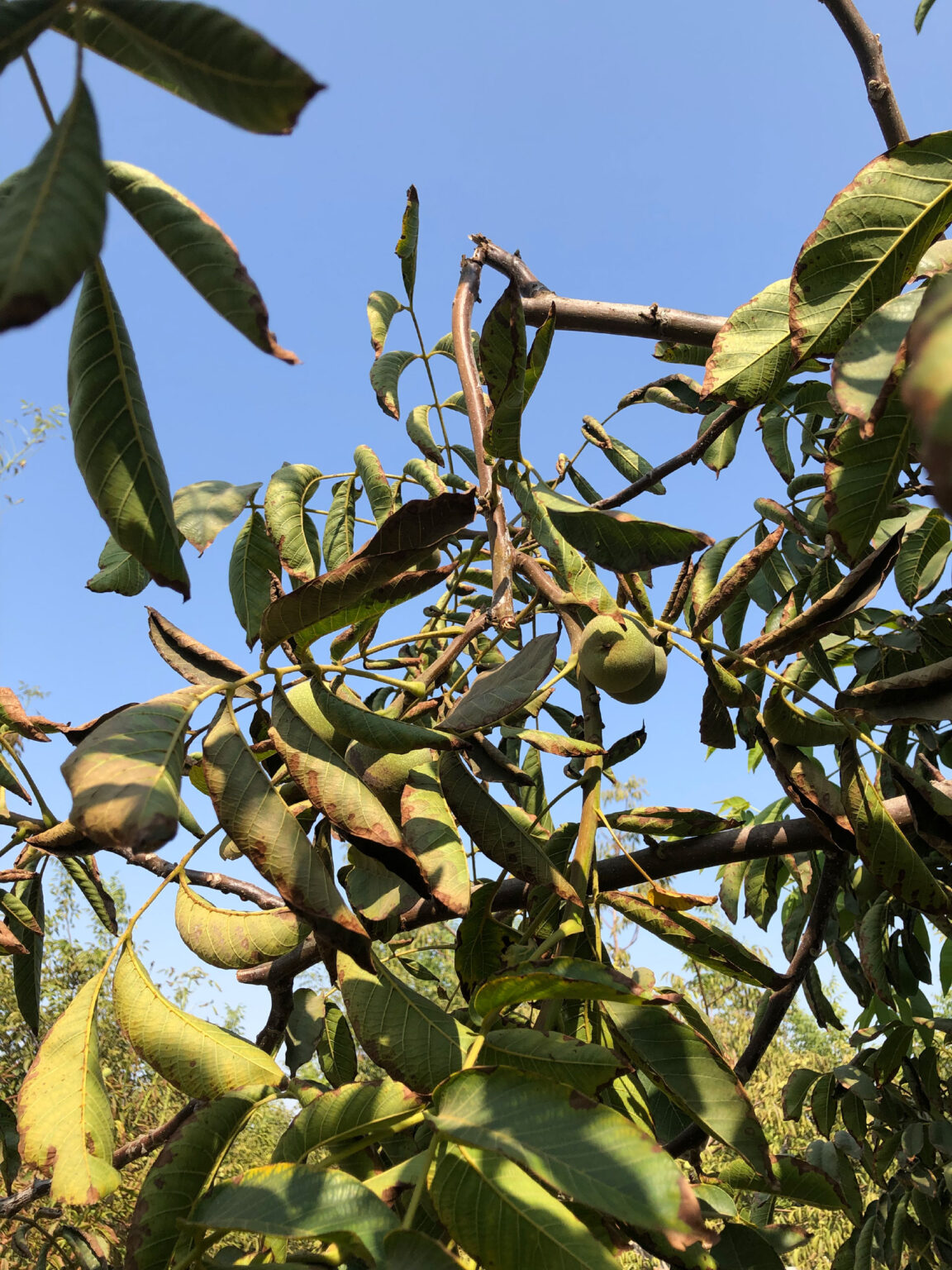 Pacific Flatheaded Borer Emerges as Significant Pest of Walnuts ...