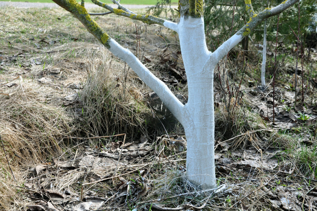 Enhancing Winter Chill in Tree Nut Crops | West Coast Nut