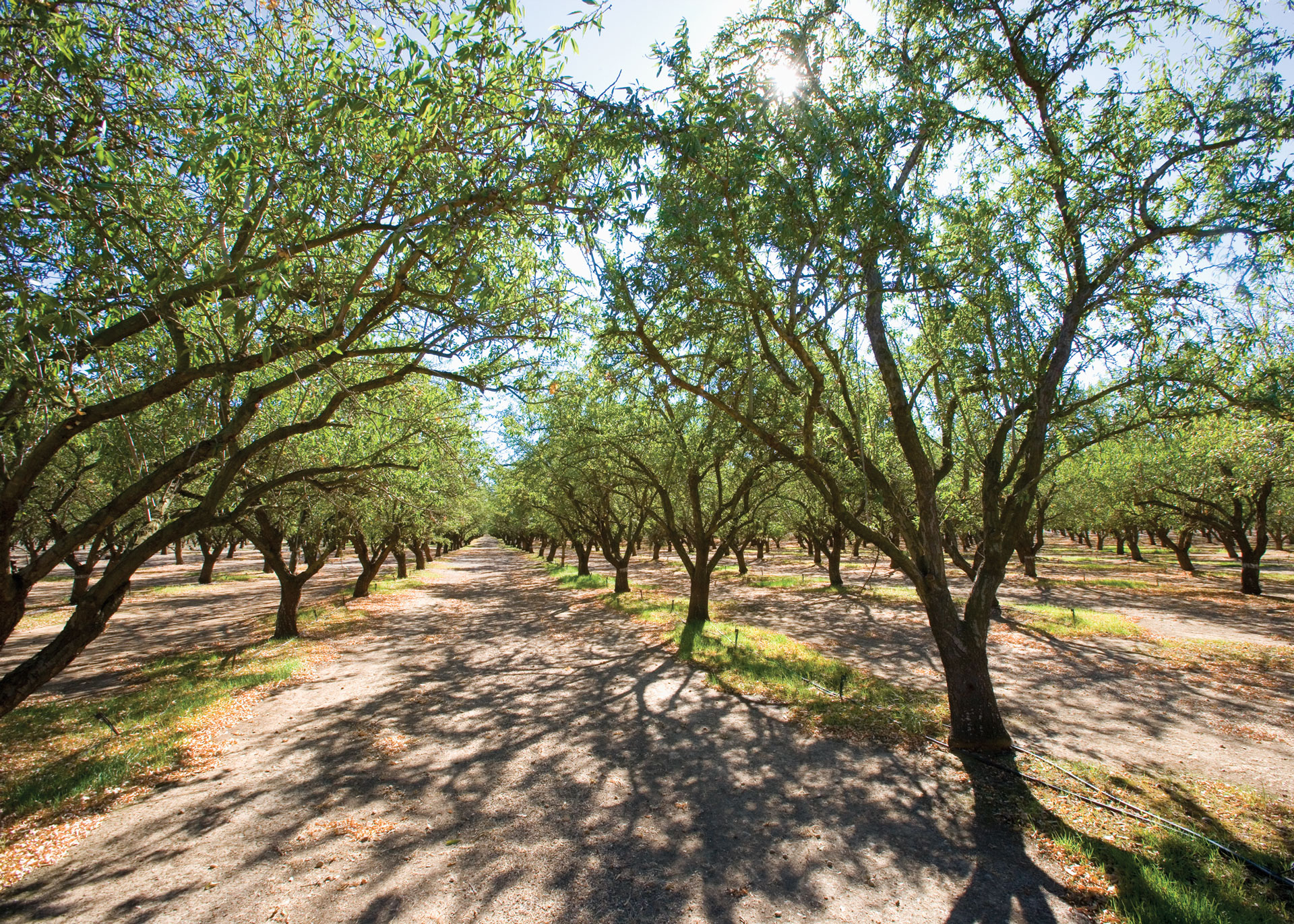 The Outlook for California’s Almond Market | West Coast Nut