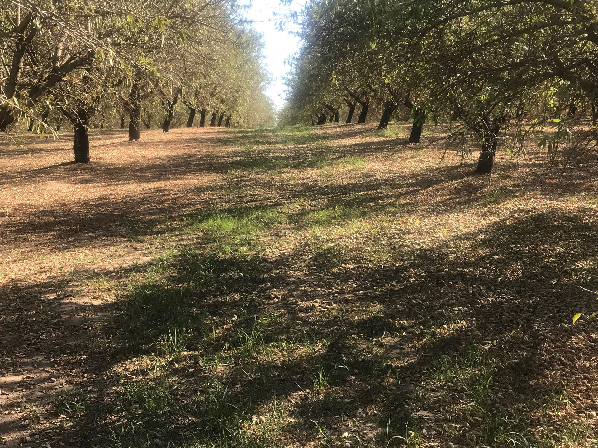 Restoring Soil Health and Ecosystem Services in California’s Almond ...