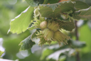 Hazelnut Propagation: A Closer Look at Growing Hazelnuts from Cuttings ...