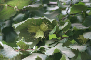 Hazelnut Propagation: A Closer Look at Growing Hazelnuts from Cuttings ...