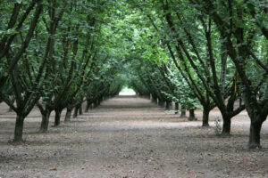 Keeping the young trees healthy takes careful monitoring of soil ...
