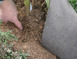 Hazelnut Propagation: Part Two | West Coast Nut