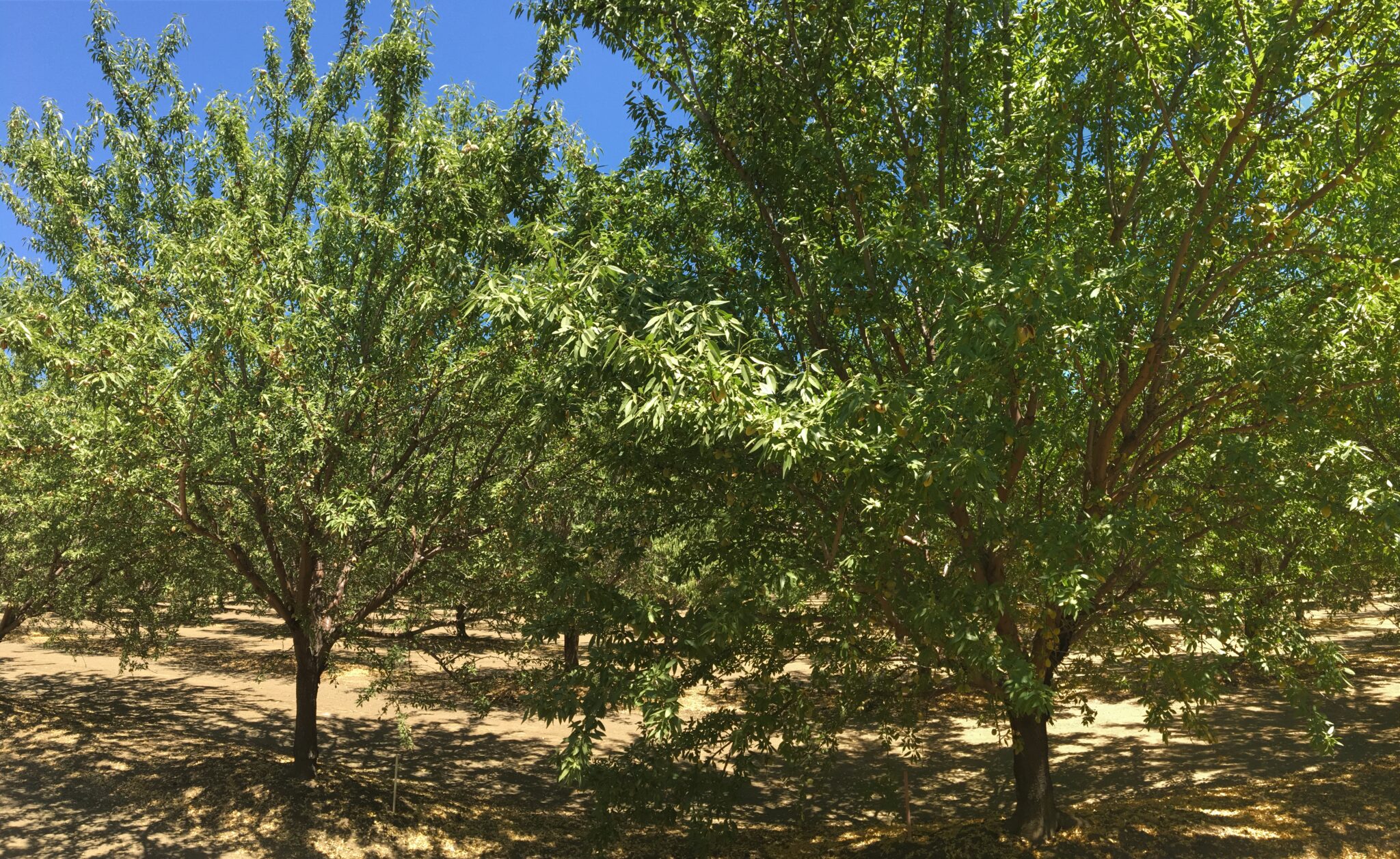 Careful Rootstock Selection Can Ensure Long-Term Productivity | West ...