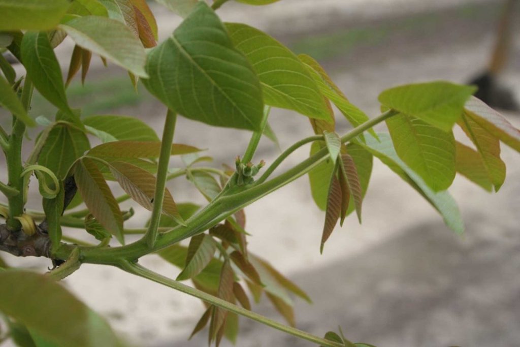 The Persistence of Pistillate Flower Abscission | West Coast Nut