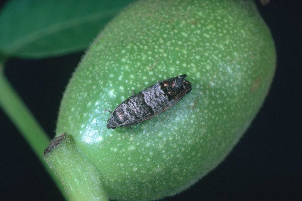 Five Things to Do in Walnut Orchards in the Spring | West Coast Nut