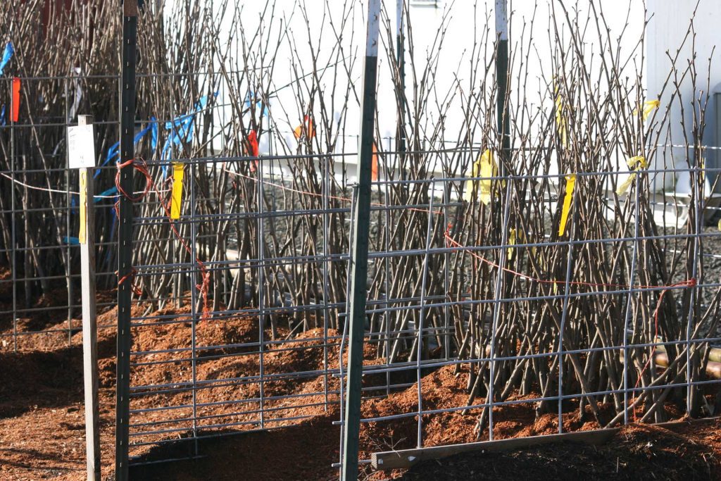 Hazelnut Propagation: Part Two | West Coast Nut