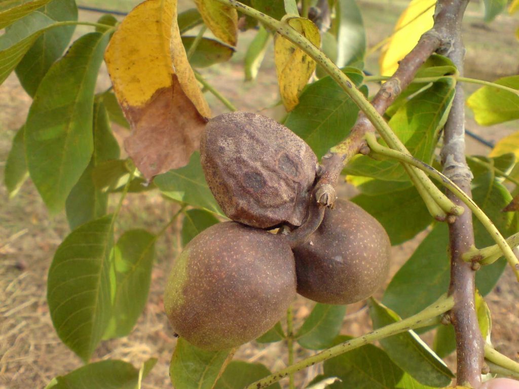 Five Things to Do in Walnut Orchards in the Spring | West Coast Nut