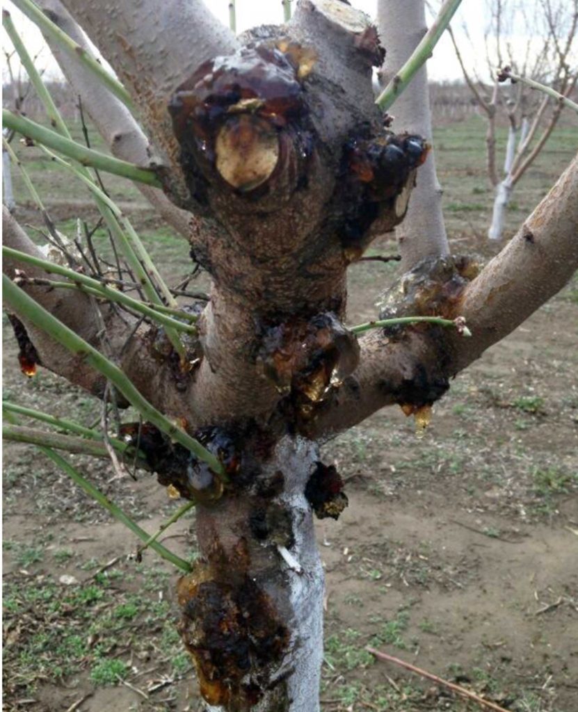 With Boron, Planning Ahead Key to Avoiding Issues | West Coast Nut