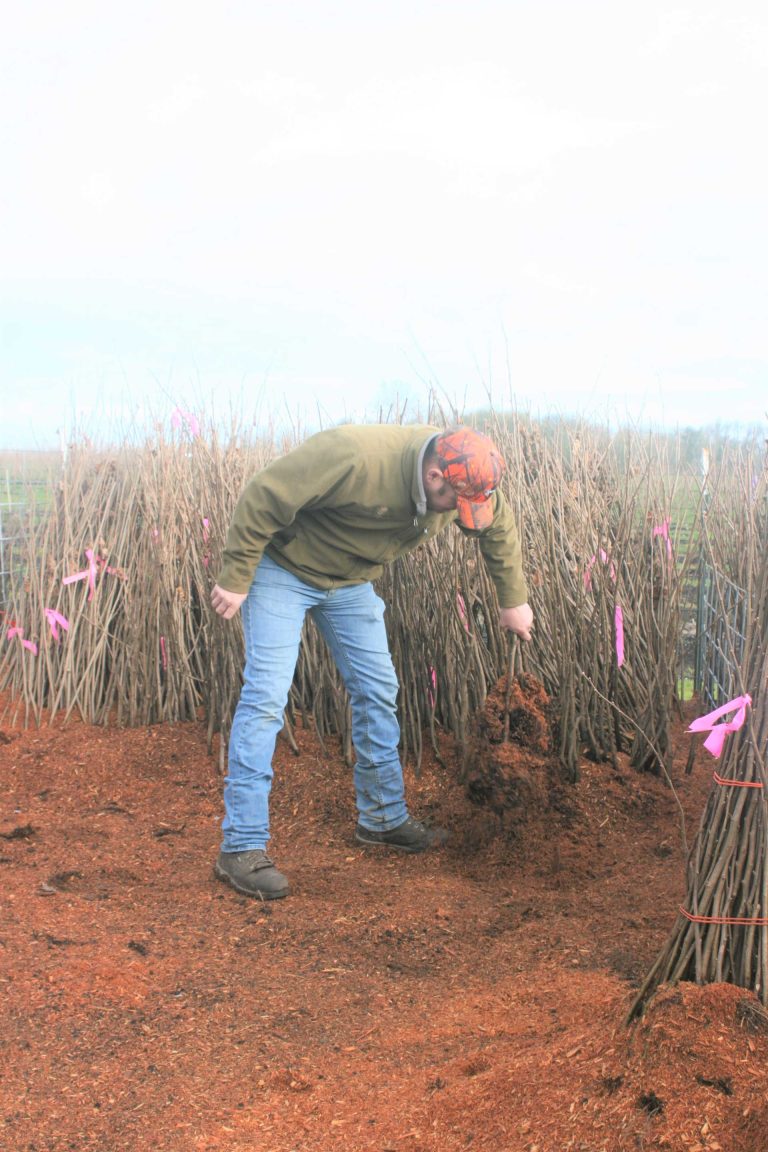 Hazelnut Propagation: Part Two | West Coast Nut