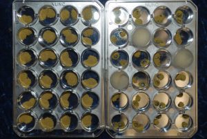 Integrated Approach to Managing Aflatoxin in Pistachios | West Coast Nut