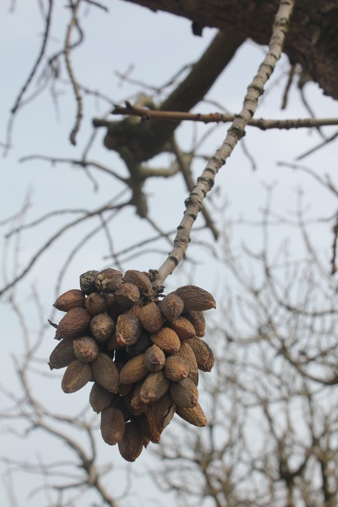 Step-By-Step Diagnosis of Tree Disorders | West Coast Nut