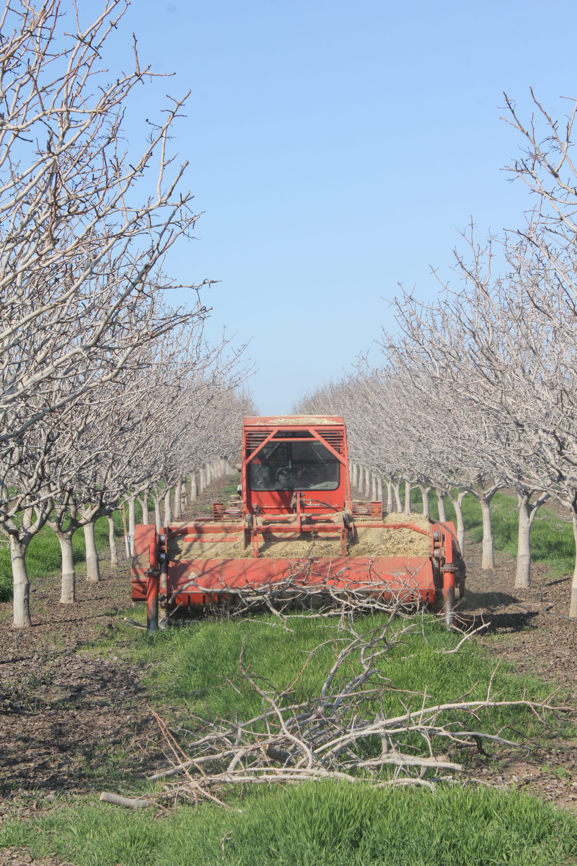 Pistachio Training Trial Offers Production Results | West Coast Nut