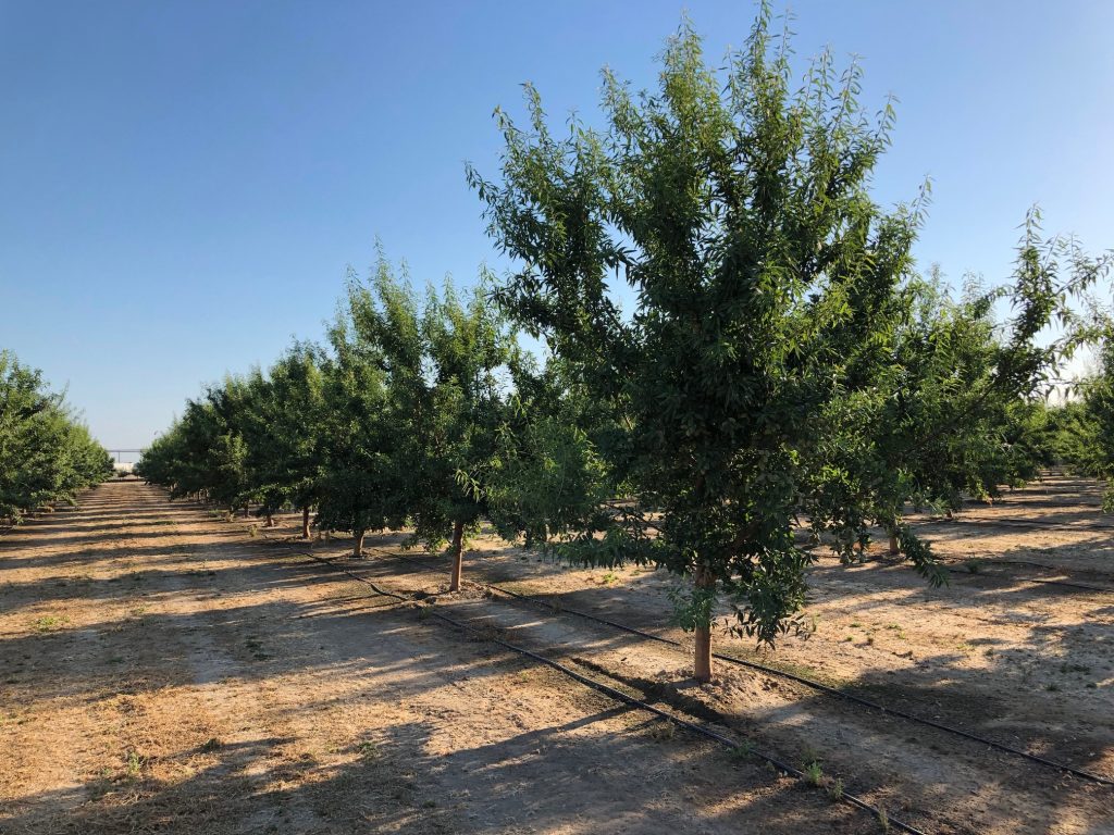 Regenerative Orchard Management | West Coast Nut